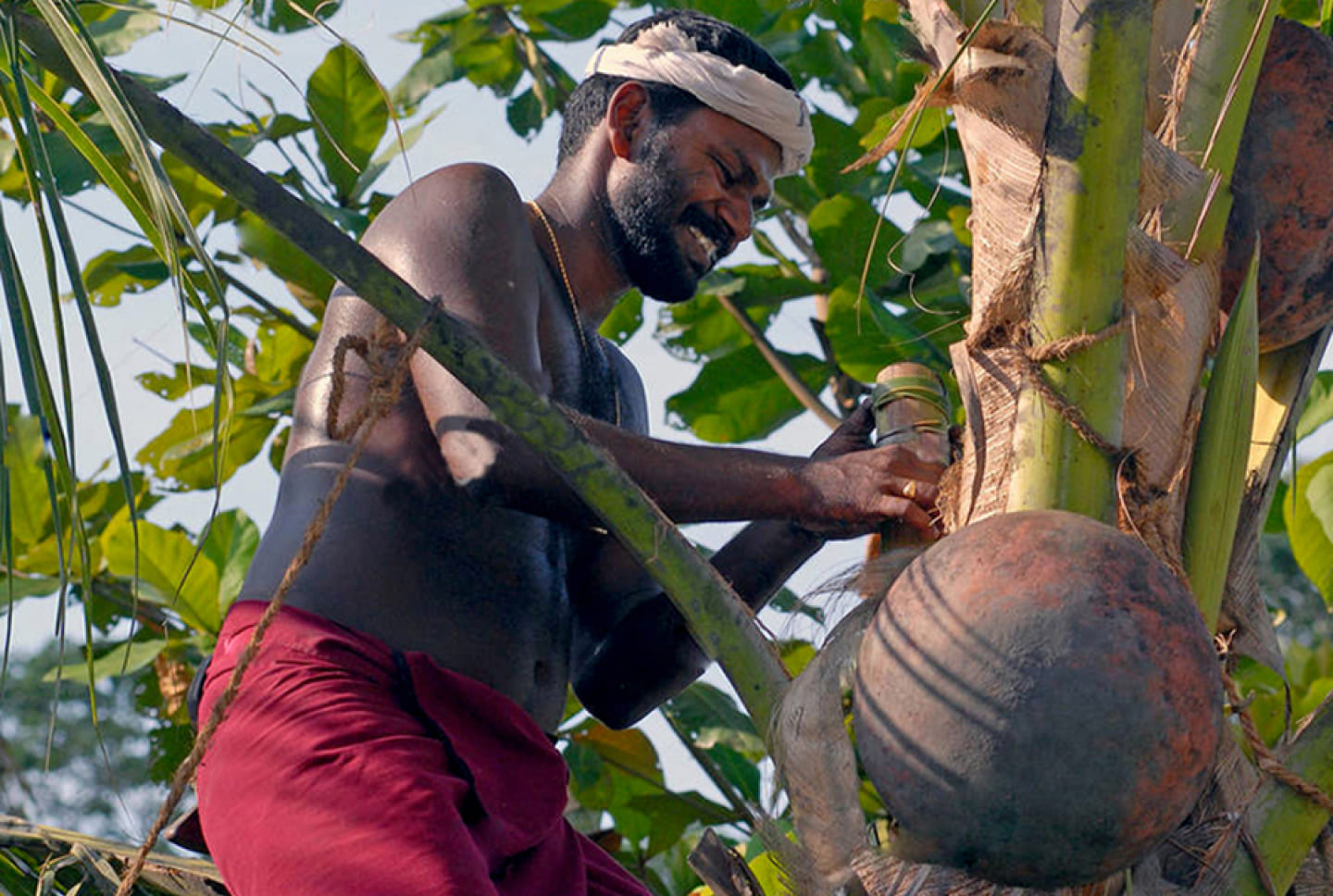 Palmyrah Development Board